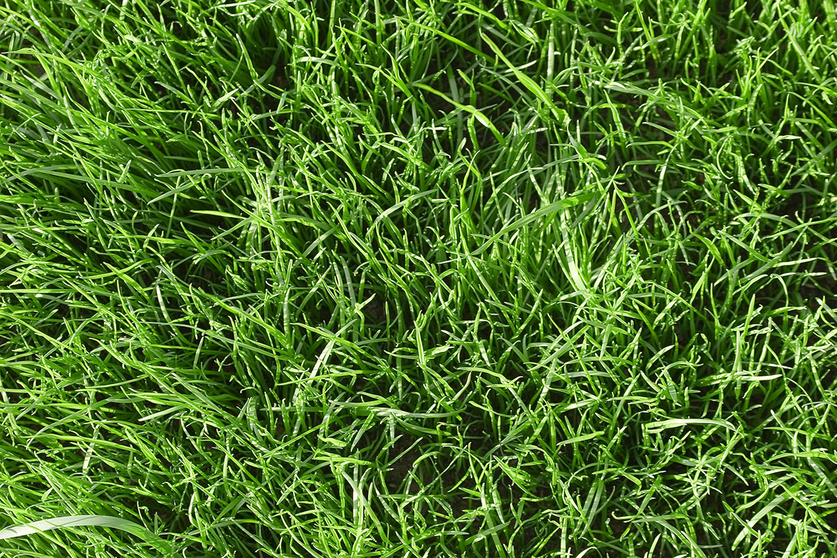 Lawn Fertilization Service Wichita KS | Healthier Thicker Grass