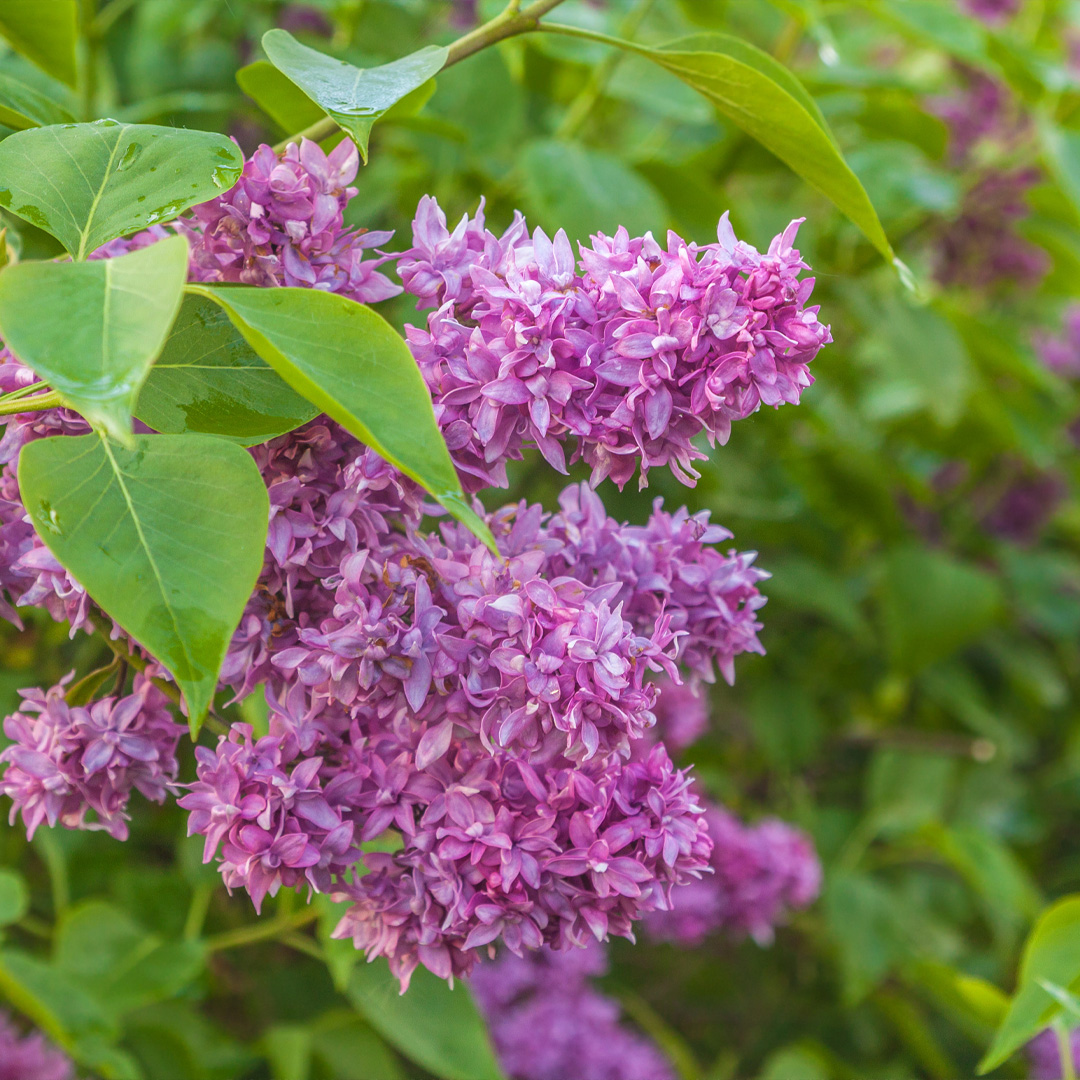 Low-Maintenance Landscaping | Elite Landscape Solutions