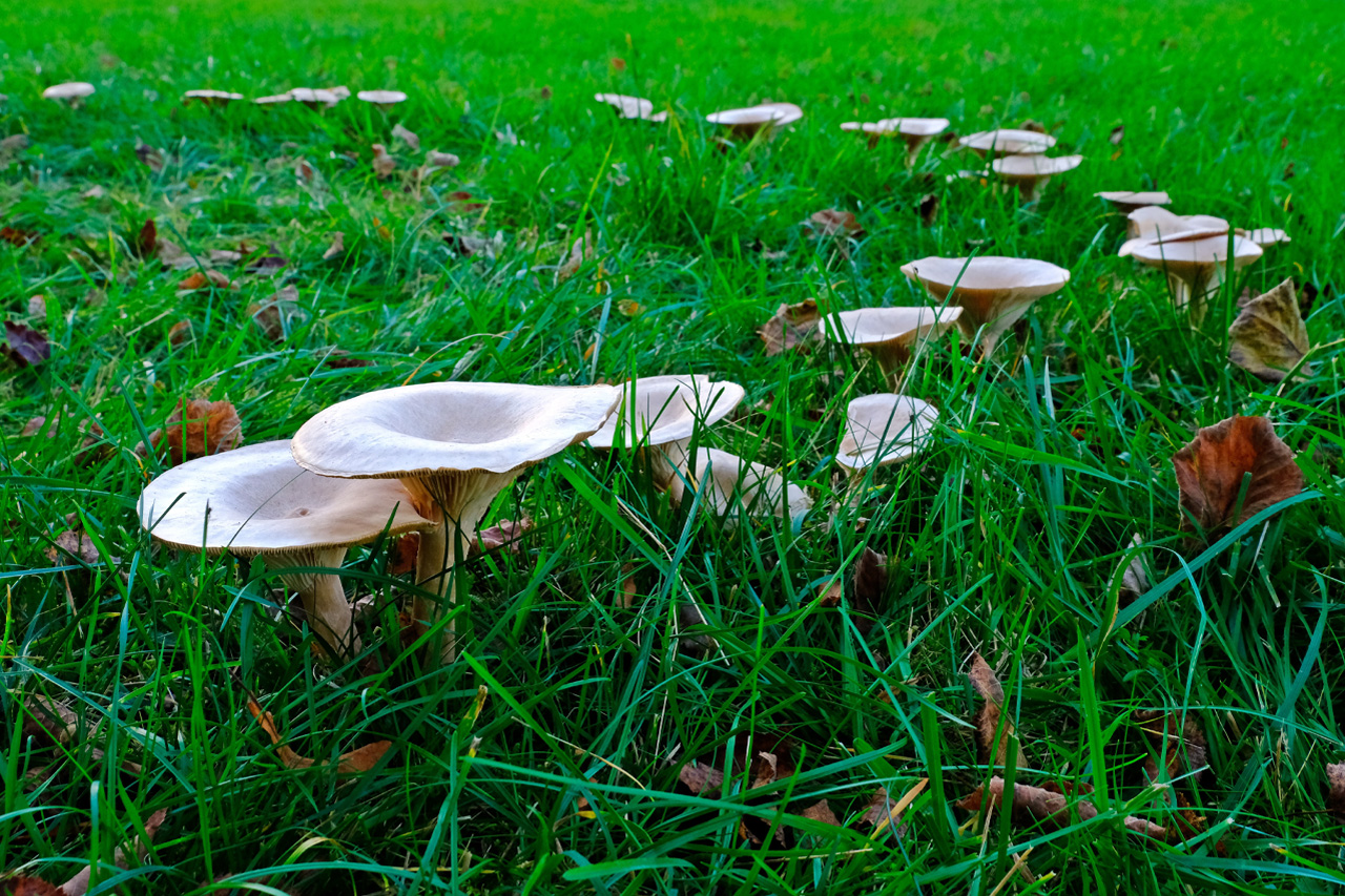 Common Lawn Diseases in Kansas | A Homeowners’ Guide