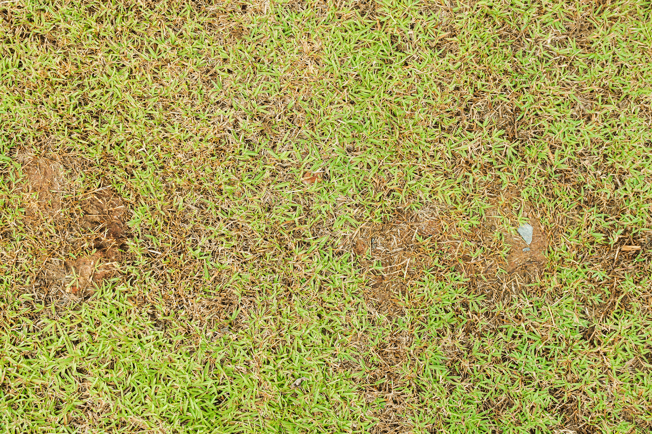 Common Lawn Diseases in Kansas | A Homeowners’ Guide