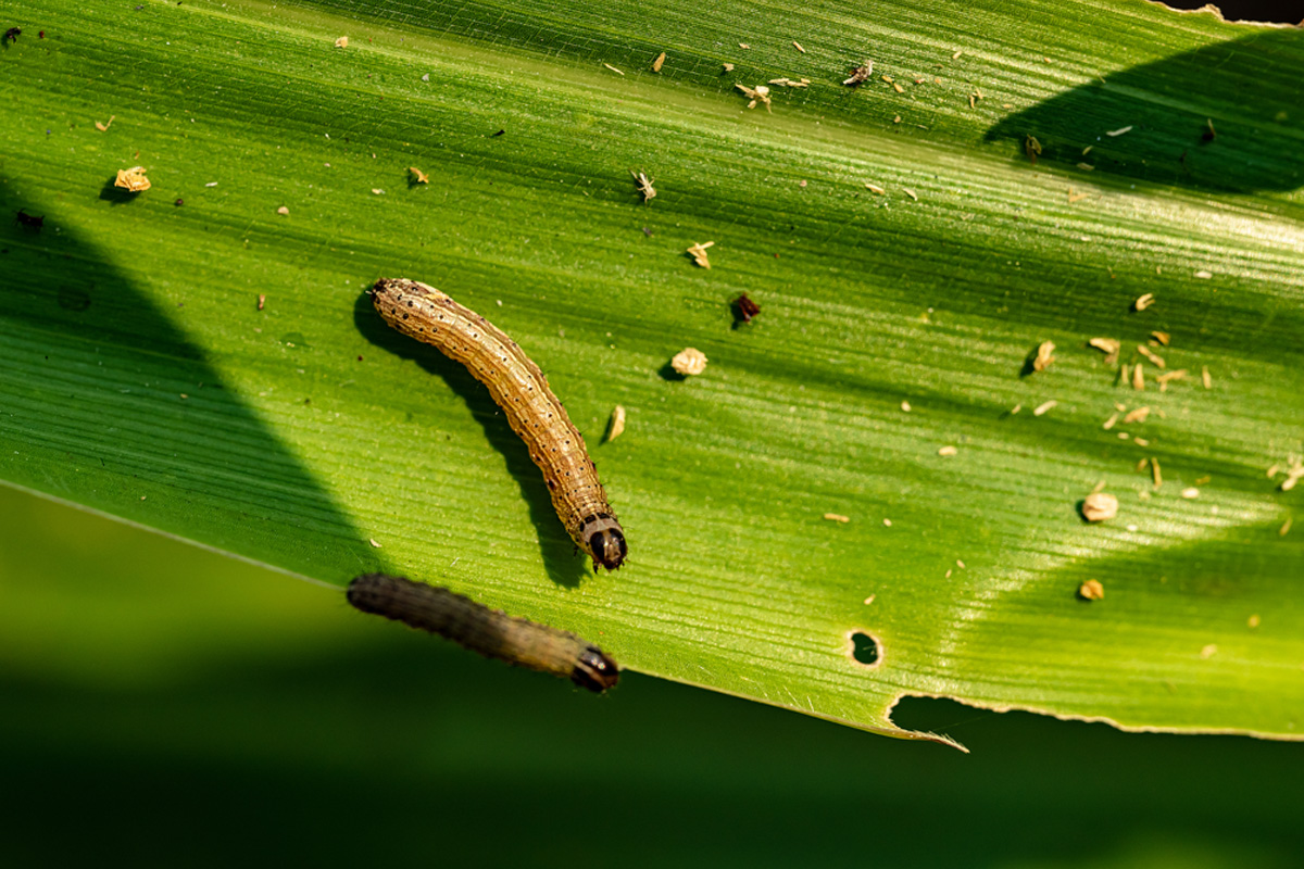 Common Lawn Pests in Kansas | Elite Landscape Solutions