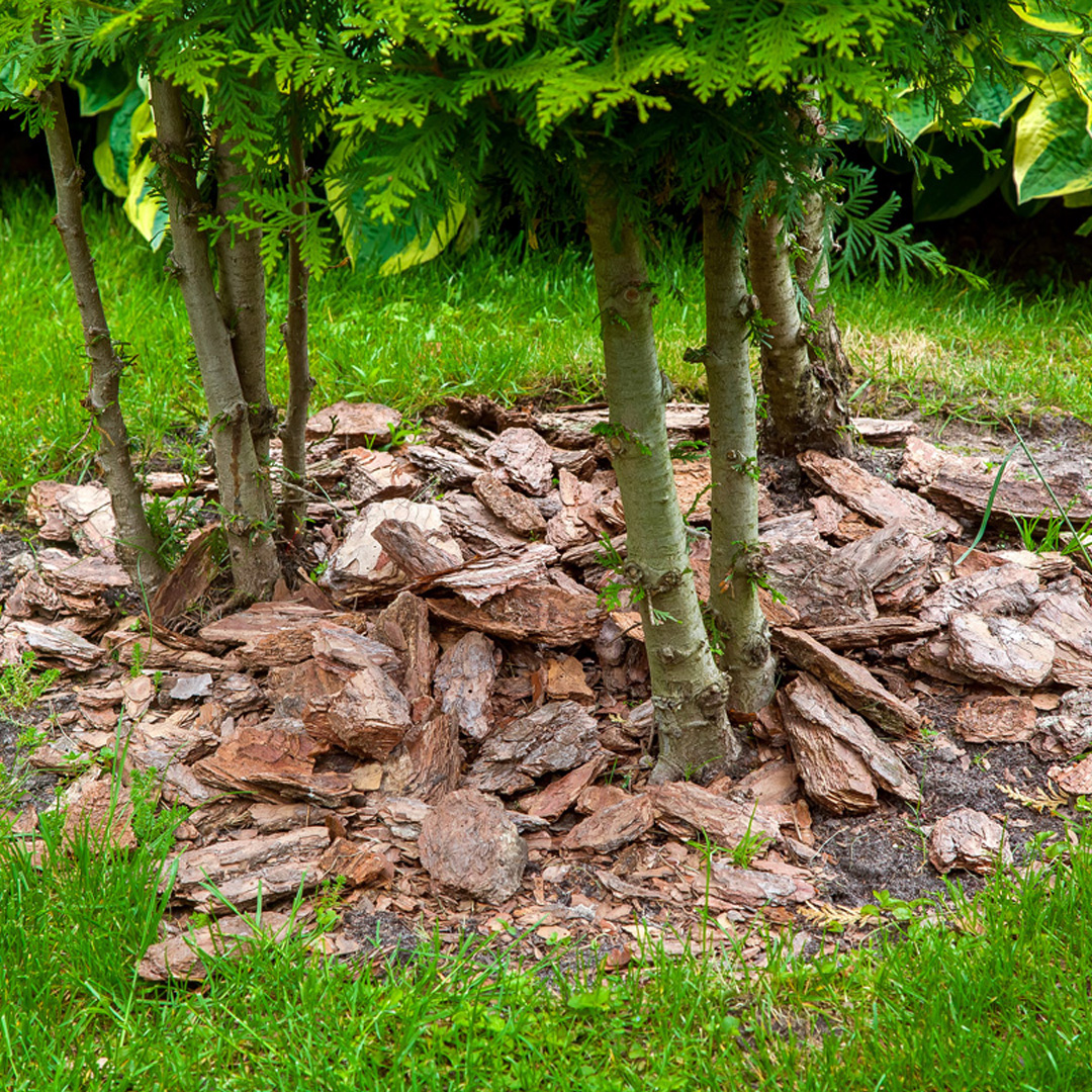 How Often to Replace Mulch in Your Flower Beds