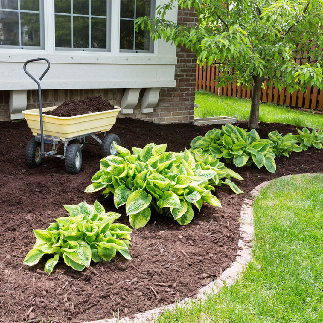 How Often to Replace Mulch in Your Flower Beds