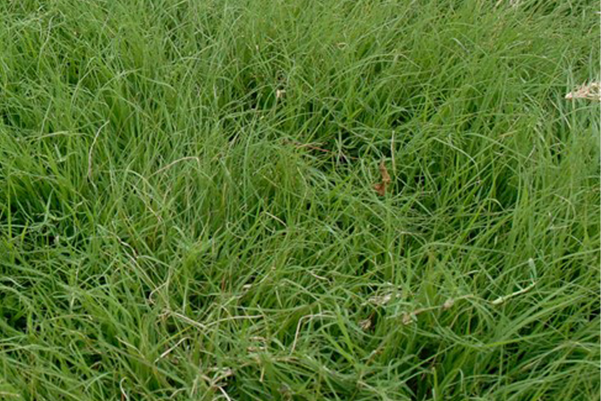 Best Grass Types for Kansas Lawns