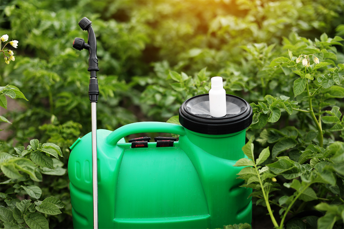How to Identify Common Types of Weeds in Lawns & Gardens